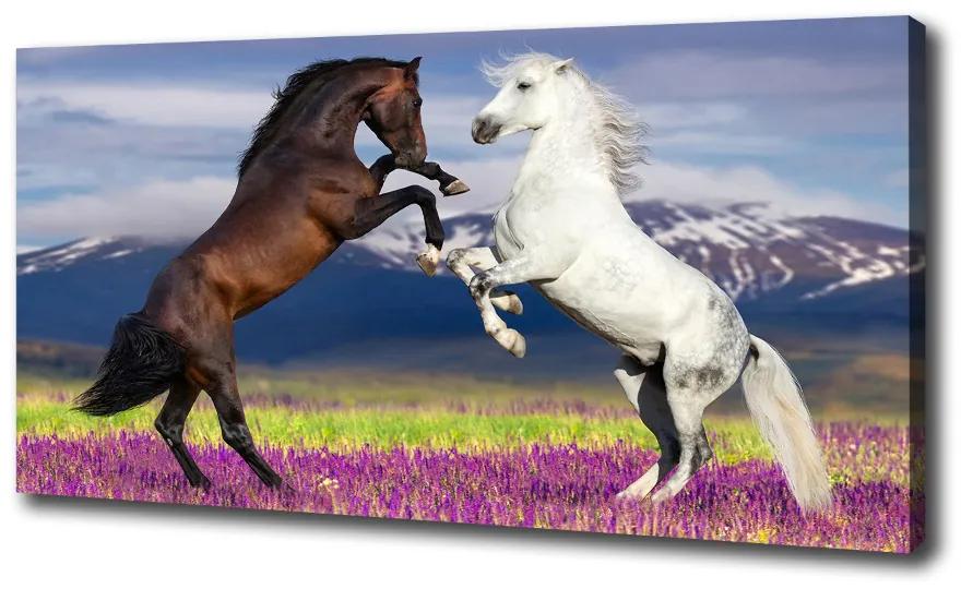 Wallmuralia Foto obraz na plátně do obýváku Koně hory 100x50