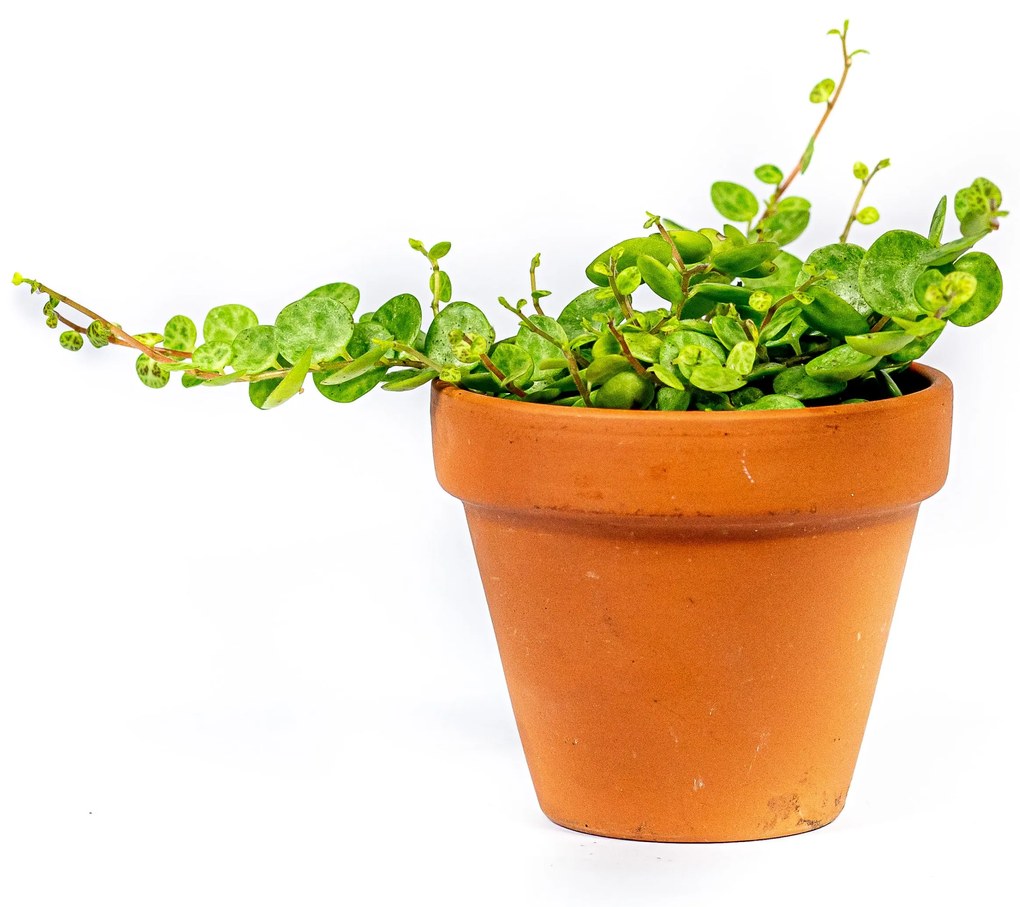 Peperomia prostrata, průměr 6 cm