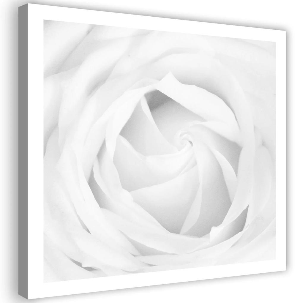Gario Obraz na plátně Bílá růže Rozměry: 30 x 30 cm