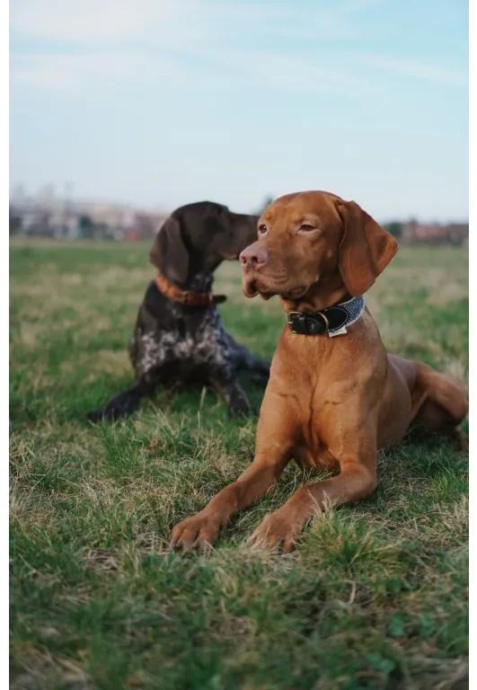 Obojek pro psa Buddys Capri černý Velikost: XS - 20 - 24 cm