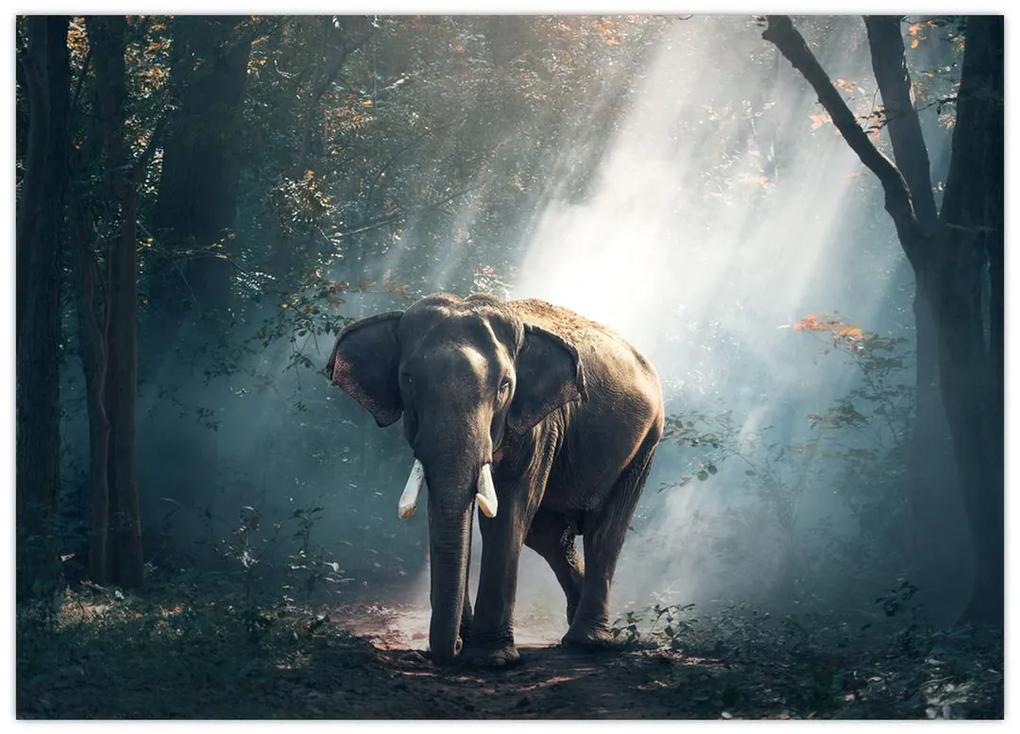 Skleněný obraz slona v džungli (70x50 cm)
