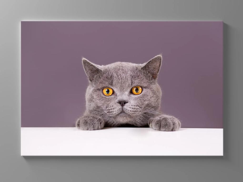 Liox Obraz šedá kočka Rozměr: 150 x 100 cm