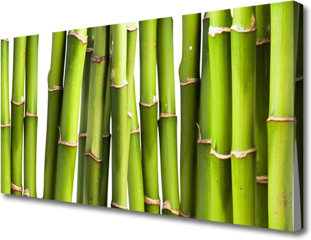 Obraz Canvas Bambus Rostlina Příroda