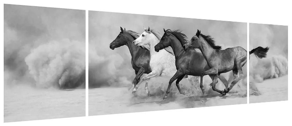 Černobílý obraz koní (170x50 cm)