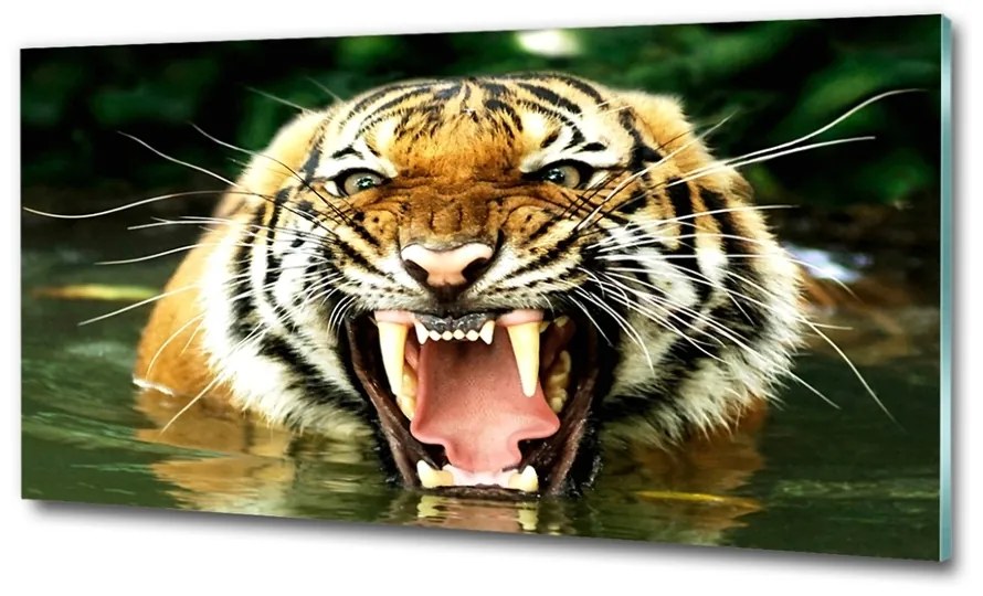 Wallmuralia Fotoobraz na skle Řvoucí tygři 100x50