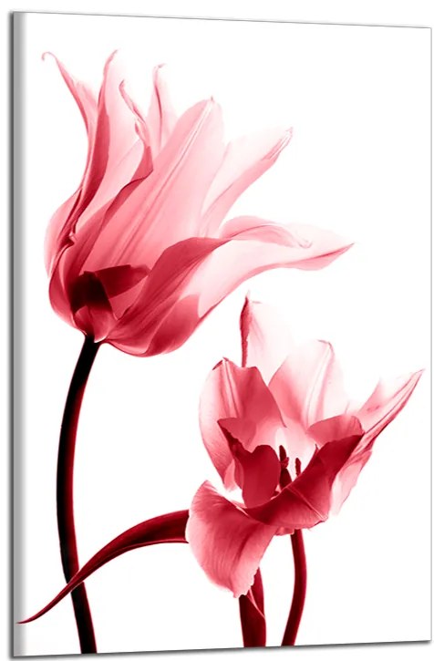 Obraz na plátně Tulipány 1289AX Biano.cz