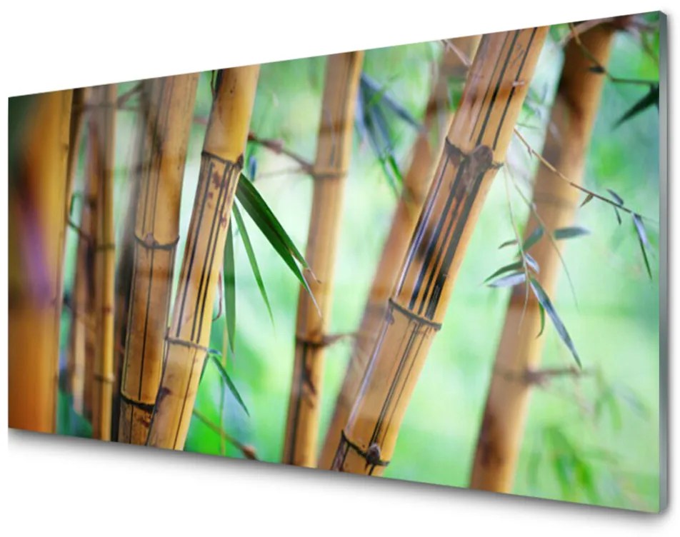 Obraz na skle Bambus Příroda Rostlina