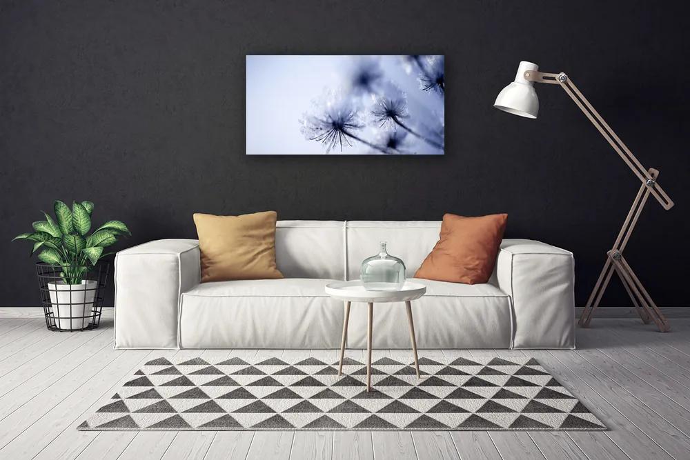 Obraz na plátně Pampeliška Rostlina 100x50 cm