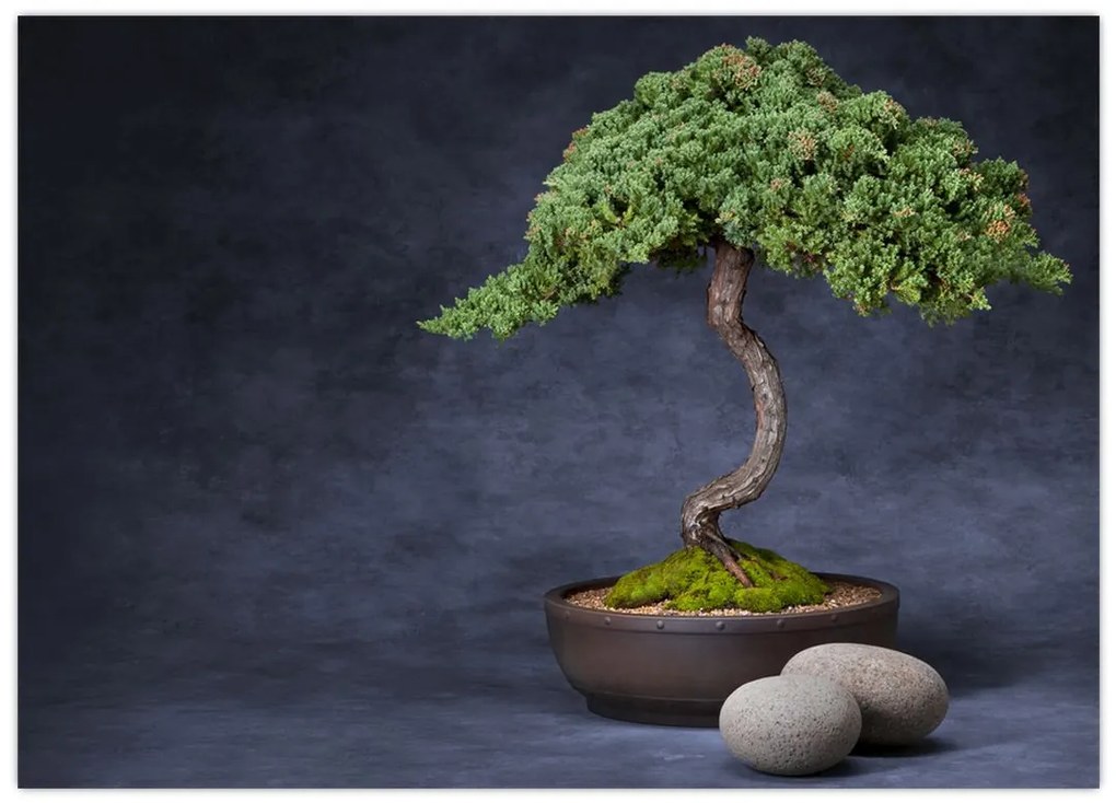 Skleněný obraz - Bonsai (70x50 cm)