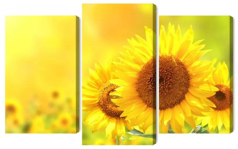 Vícedílný obraz Kvetoucí Slunečnice 3D Nedostatek Nedostatek Plátno Canvas 90x60