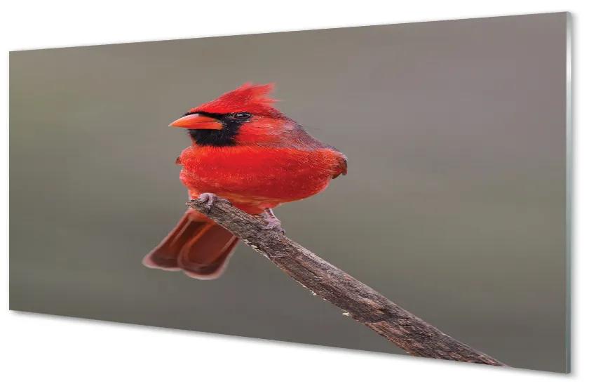 Obraz na skle Red papoušek na větvi 100x50 cm