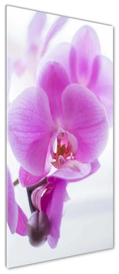 Wallmuralia Foto obraz akrylové sklo Růžová orchidej 50x125 cm