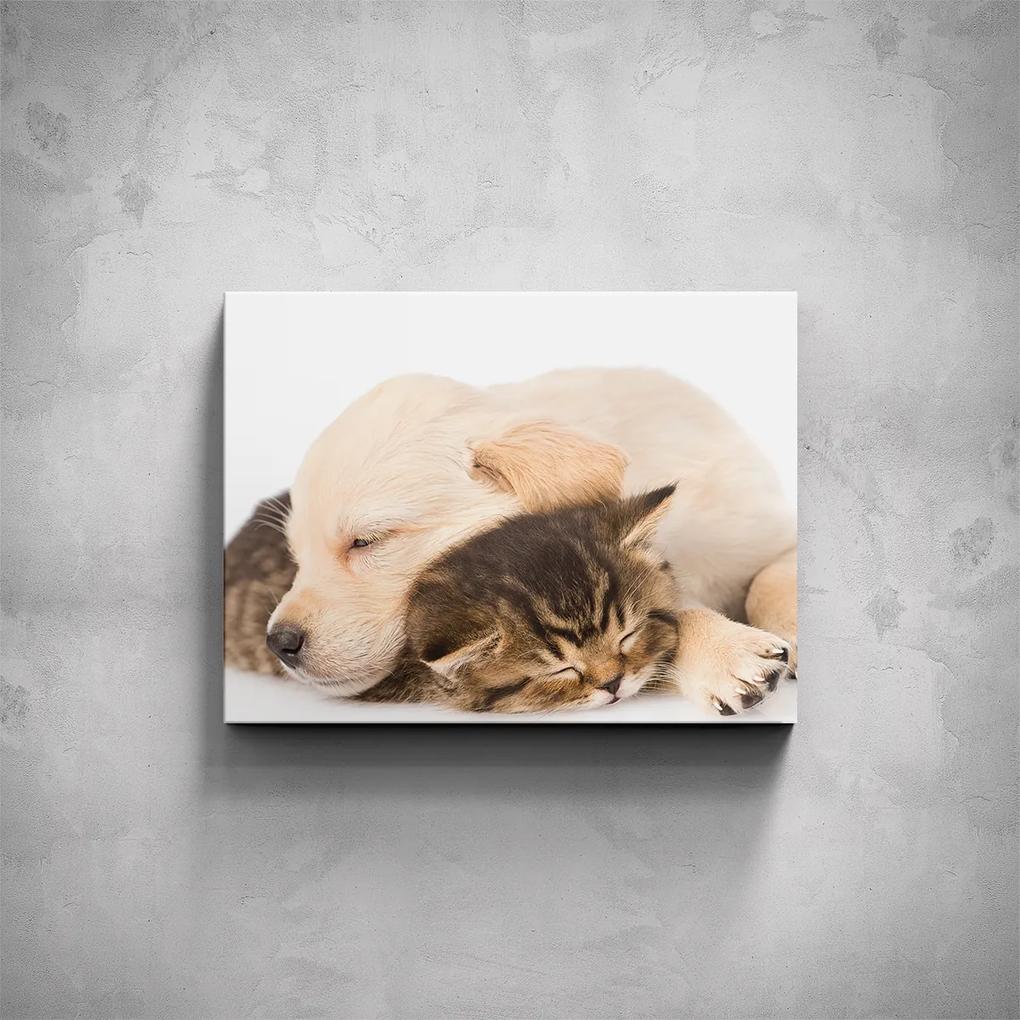 Obraz - Spící kočička s pejskem - PopyDesign