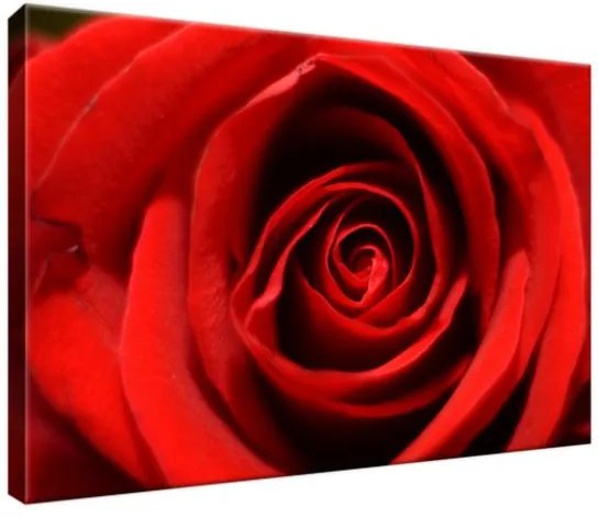 Obraz na plátně Květ červené růže 30x20cm 280A_1T