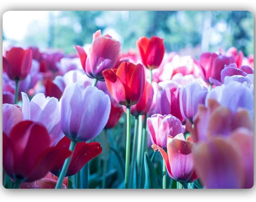 CARO Kovový obraz - Among Tulips 60x40 cm