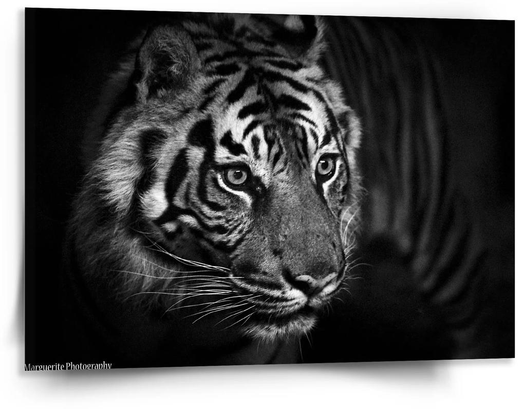 Obraz - Černobílý tygr 150x110 cm