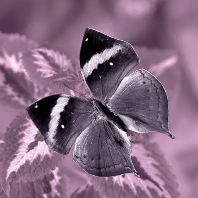 Obraz na skle - Motýl (7)