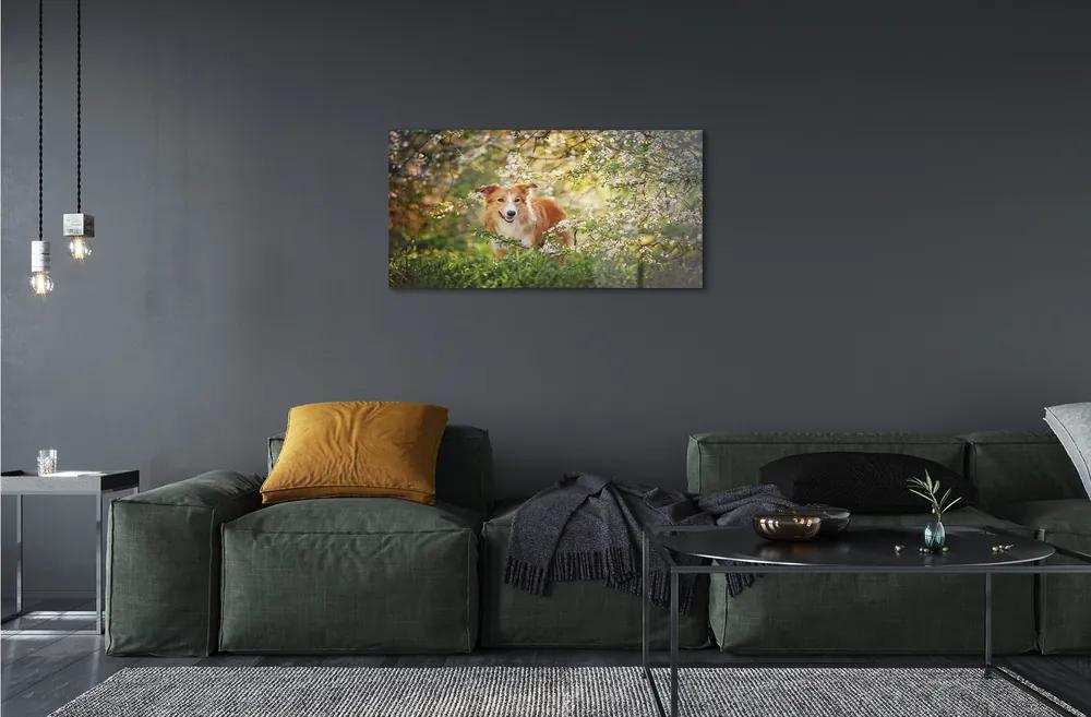 Obraz na skle Psí lesní květiny 100x50 cm