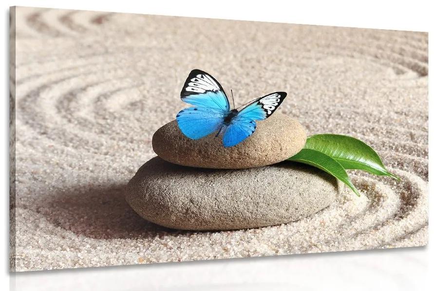 Obraz modrý motýl v Zen zahradě Varianta: 120x80