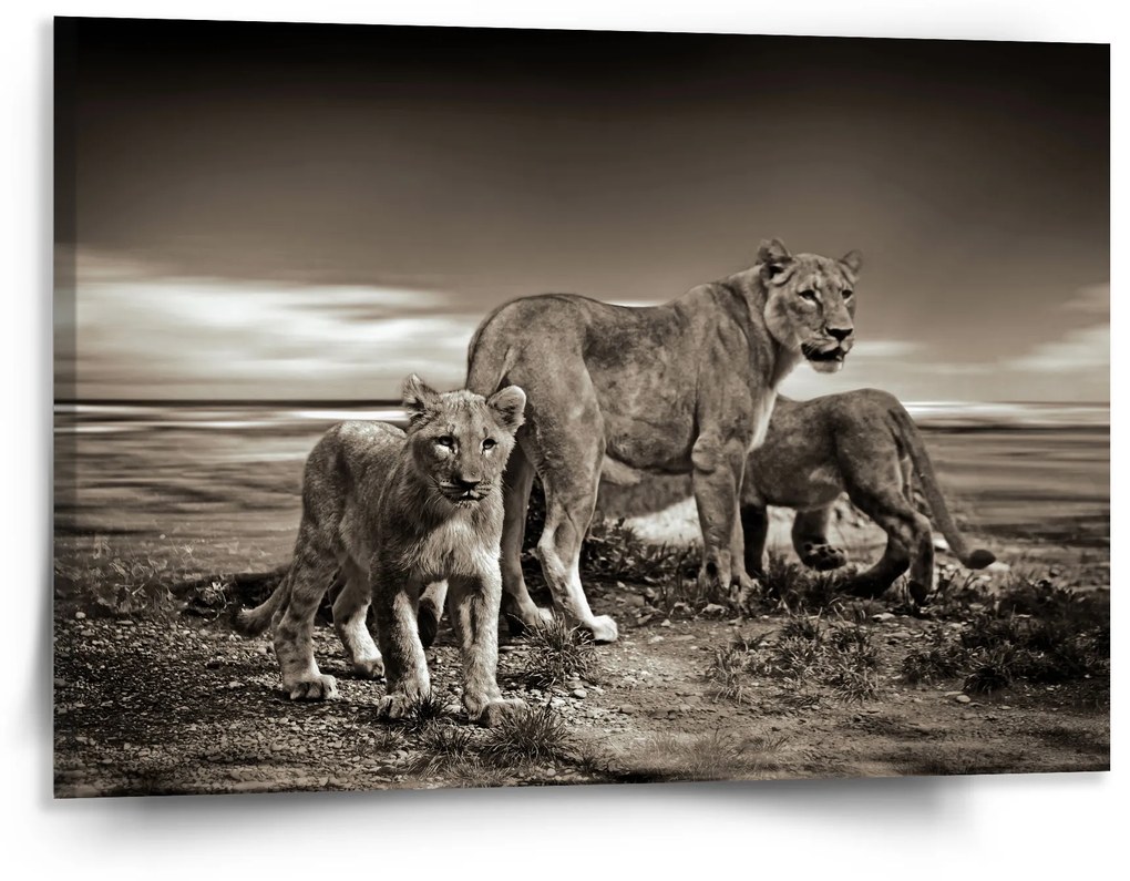 Obraz SABLO - Lvice a lvíčata 50x50 cm