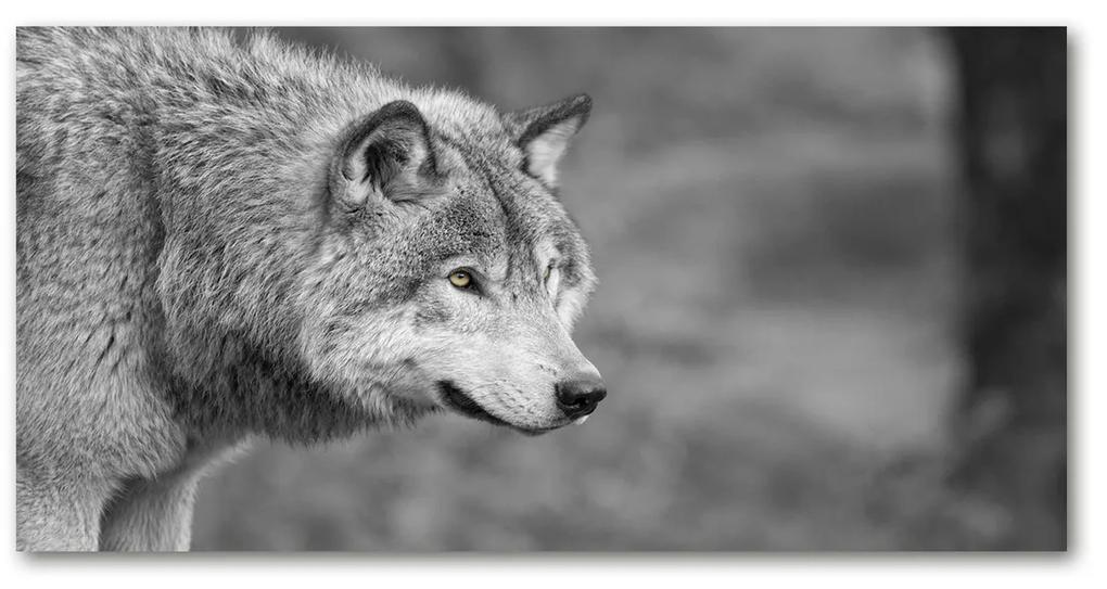 Moderní obraz fotografie na akrylu Šedý vlk