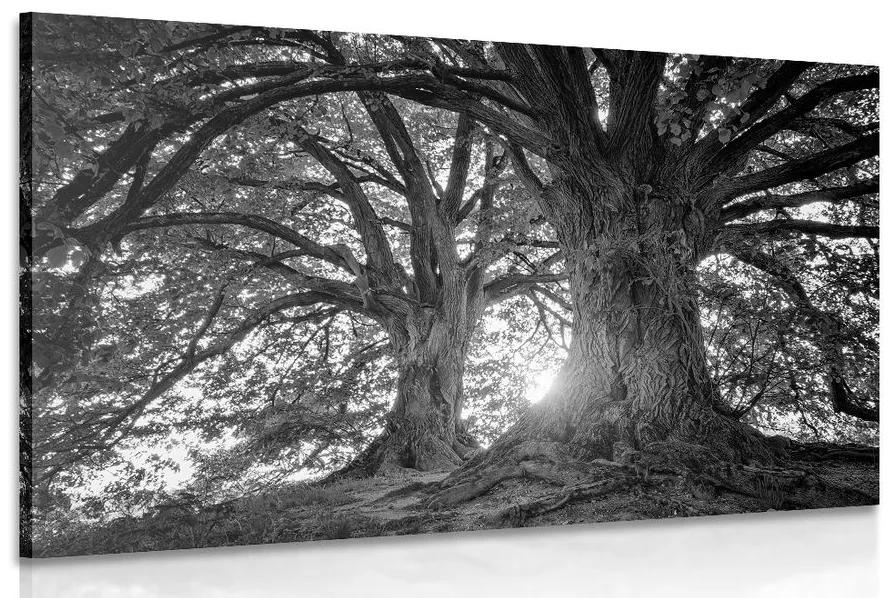 Obraz černobílé majestátní stromy Varianta: 120x80