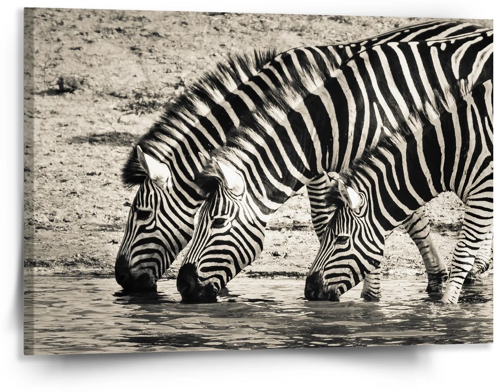 Obraz - Zebry u vody 150x110 cm