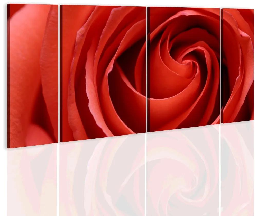 Obraz na plátně Bimago - Passionate rose 60x30