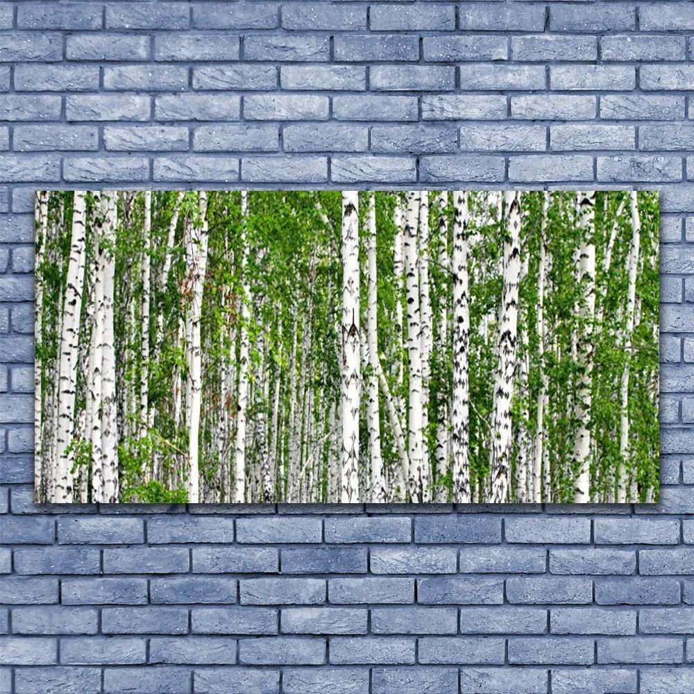 akrylový obraz Bříza Les Stromy Příroda 120x60 cm