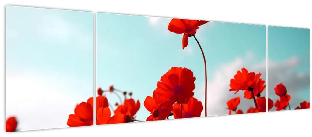 Obraz pole s jasně červenými květy (170x50 cm)