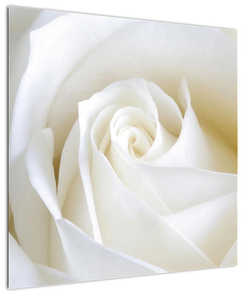 Obraz bílé růže (70x70 cm), 40 dalších rozměrů