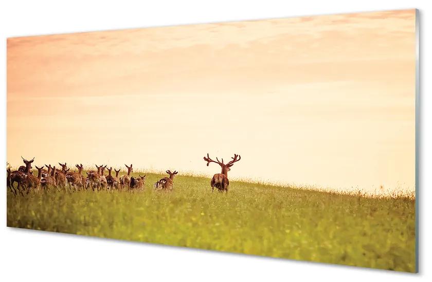 akrylový obraz Stádo jelenů pole svítání 140x70 cm