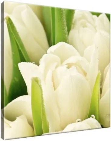 Tištěný obraz Jemné tulipány 30x30cm 1254A_1AI