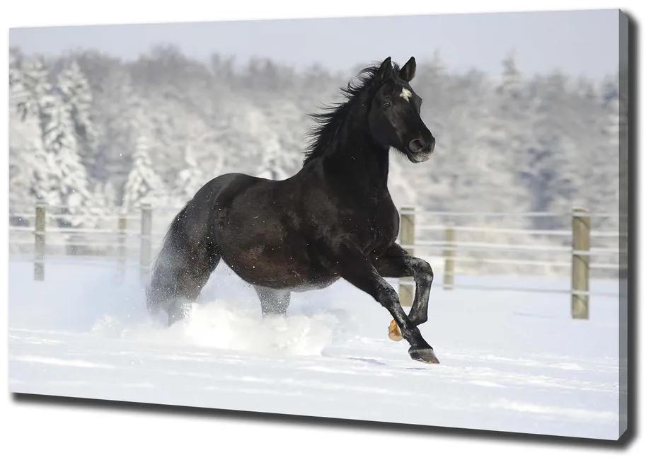 Wallmuralia Foto obraz canvas Kůň ve cvalu sníh 100x70 cm