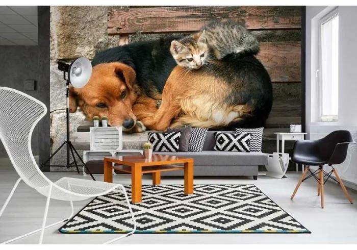 DIMEX | Vliesové fototapety na zeď Kočka a pes MS-5-0221 | 375 x 250 cm| černá, hnědá, šedá