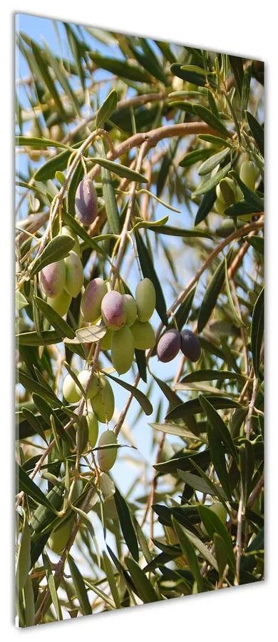 Wallmuralia Fotoobraz na skle Olivy na stromě 50x125 cm