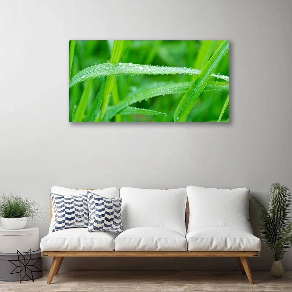 Obraz na plátně Listy Kapky Rosy Příroda 125x50 cm