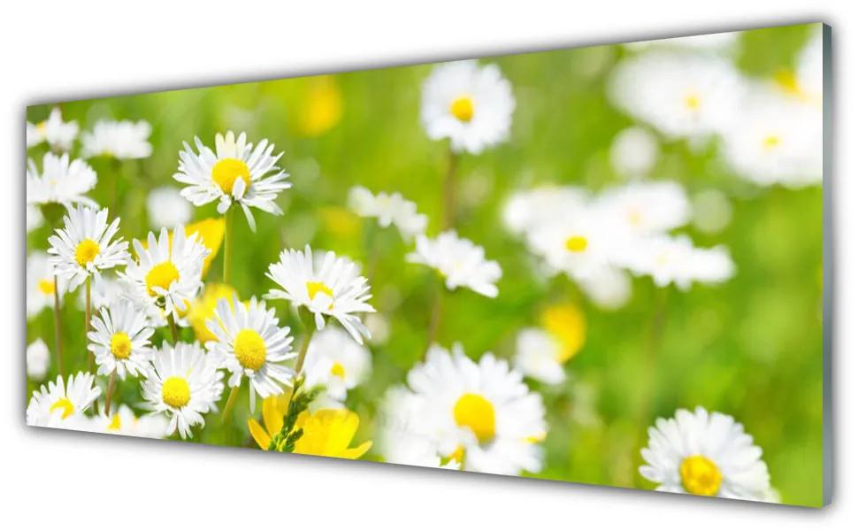 Plexisklo-obraz Sedmikráska Květ Rostlina 125x50 cm