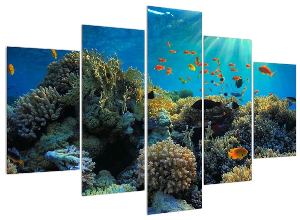 Obraz podmořského světa (150x105 cm)