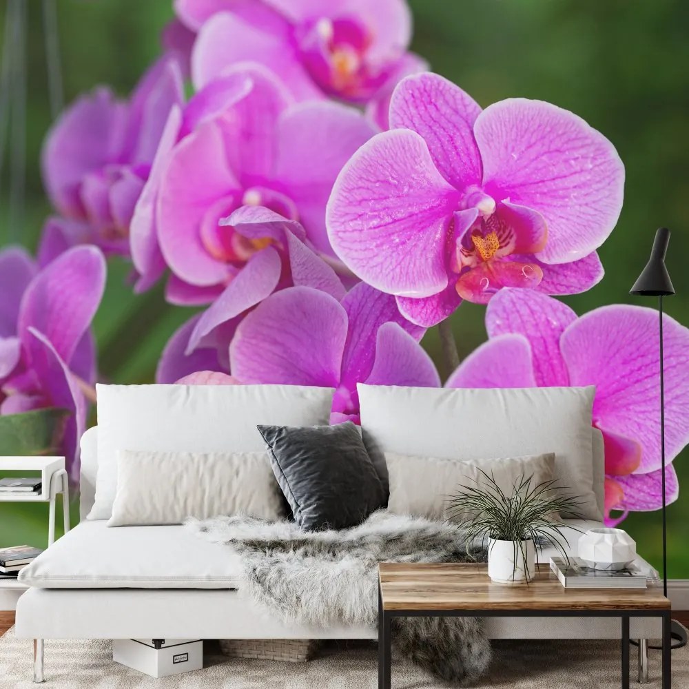 Fototapeta Orchid Blossoms 3D Omyvatelný vlies 405x270