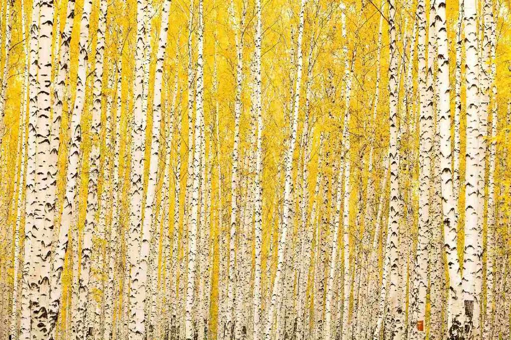 DIMEX | Samolepicí vliesová fototapeta na zeď Žlutá bříza MA-5-1898 | 375 x 250 cm | bílá, černá, žlutá