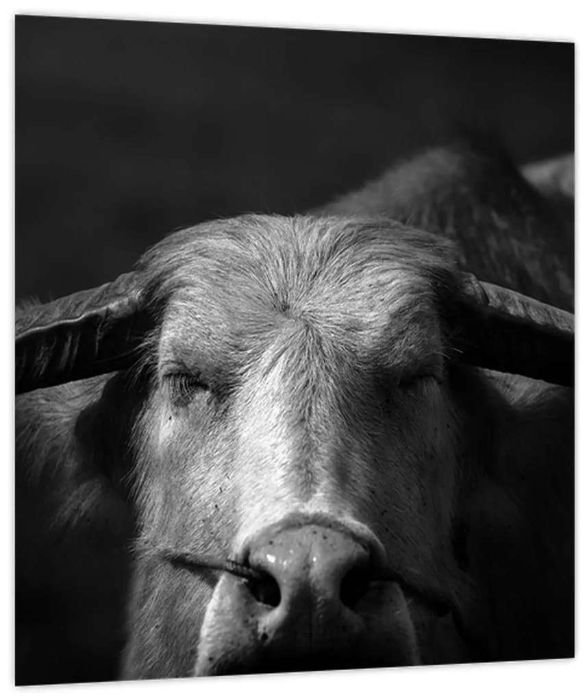Obraz - Kráva (30x30 cm)