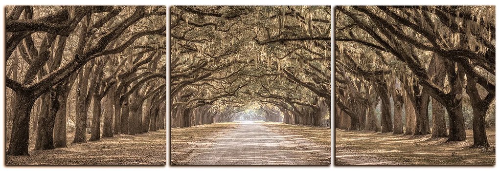 Obraz na plátně - Historické dubové stromy lemované polní cestou - panoráma 5239FB (90x30 cm)