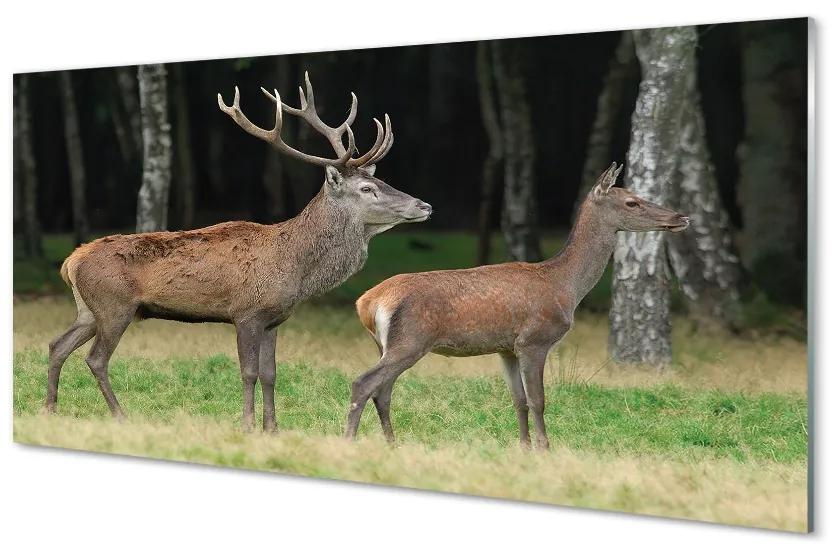 Obraz na skle jelen lesní 120x60 cm