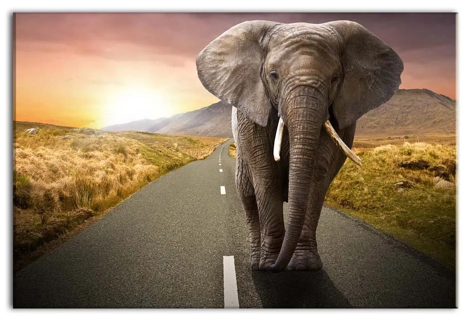 Obraz Slon na cestě Velikost (šířka x výška): 60x40 cm