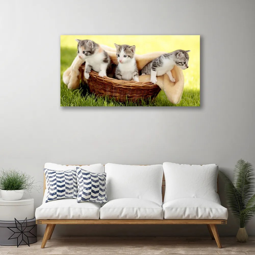 Obraz na plátně Kočky Zvířata 125x50 cm