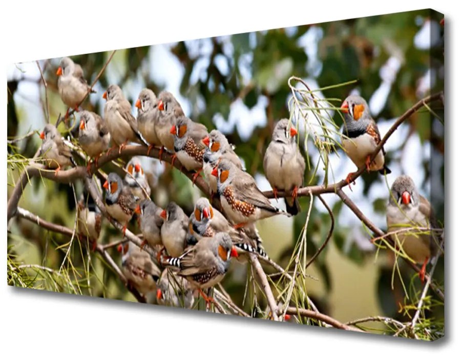 Obraz na plátně Ptáci Zvířata 100x50 cm