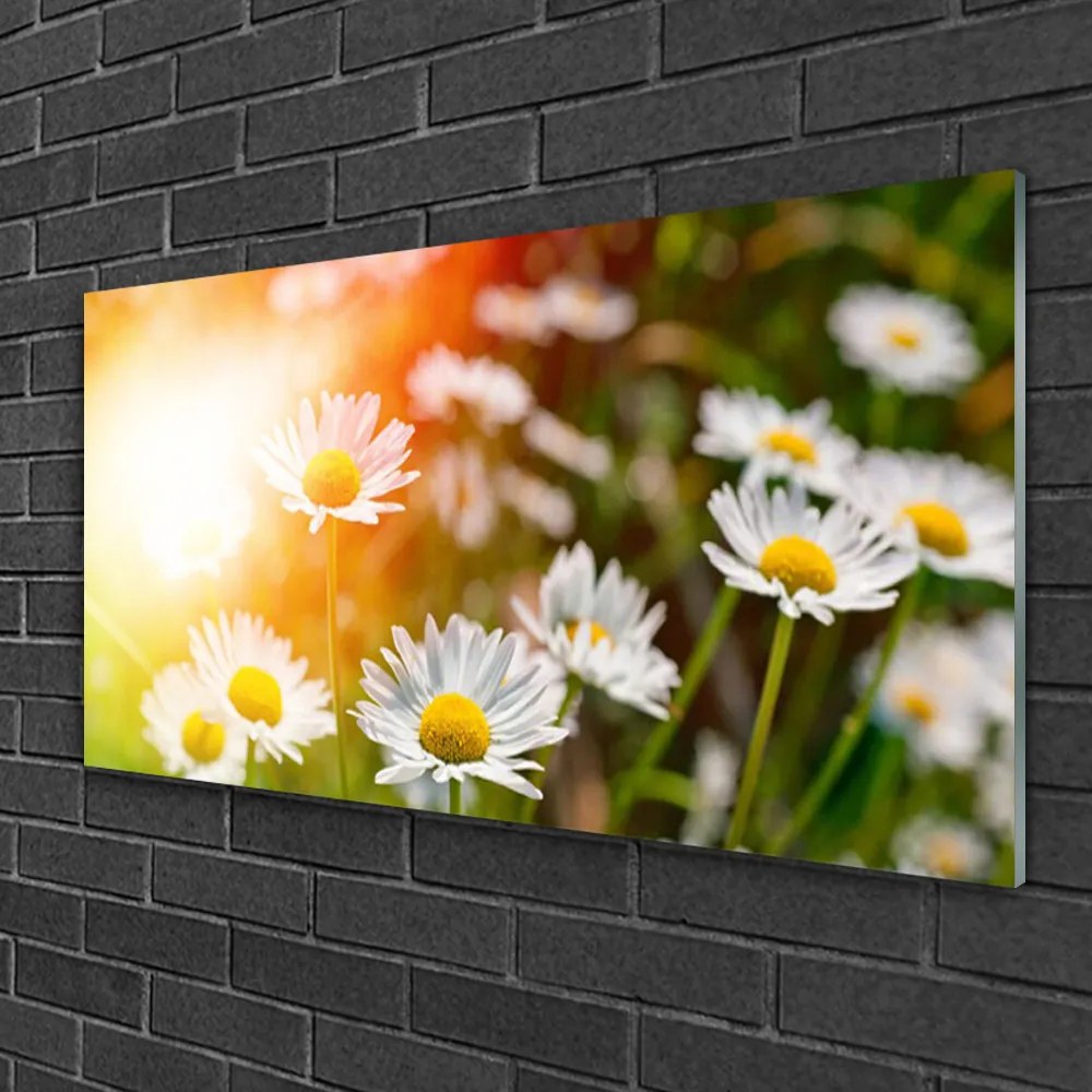 Obraz na skle Sedmikrásky Květiny Paprsky 125x50 cm