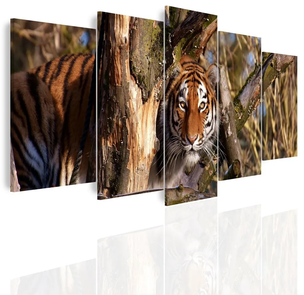 Vícedílný obraz - Číhající tygr
