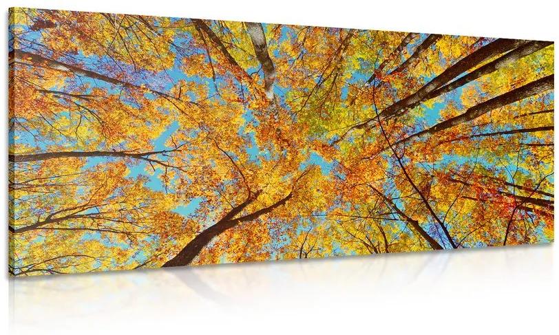 Obraz podzimní koruny stromů Varianta: 100x50